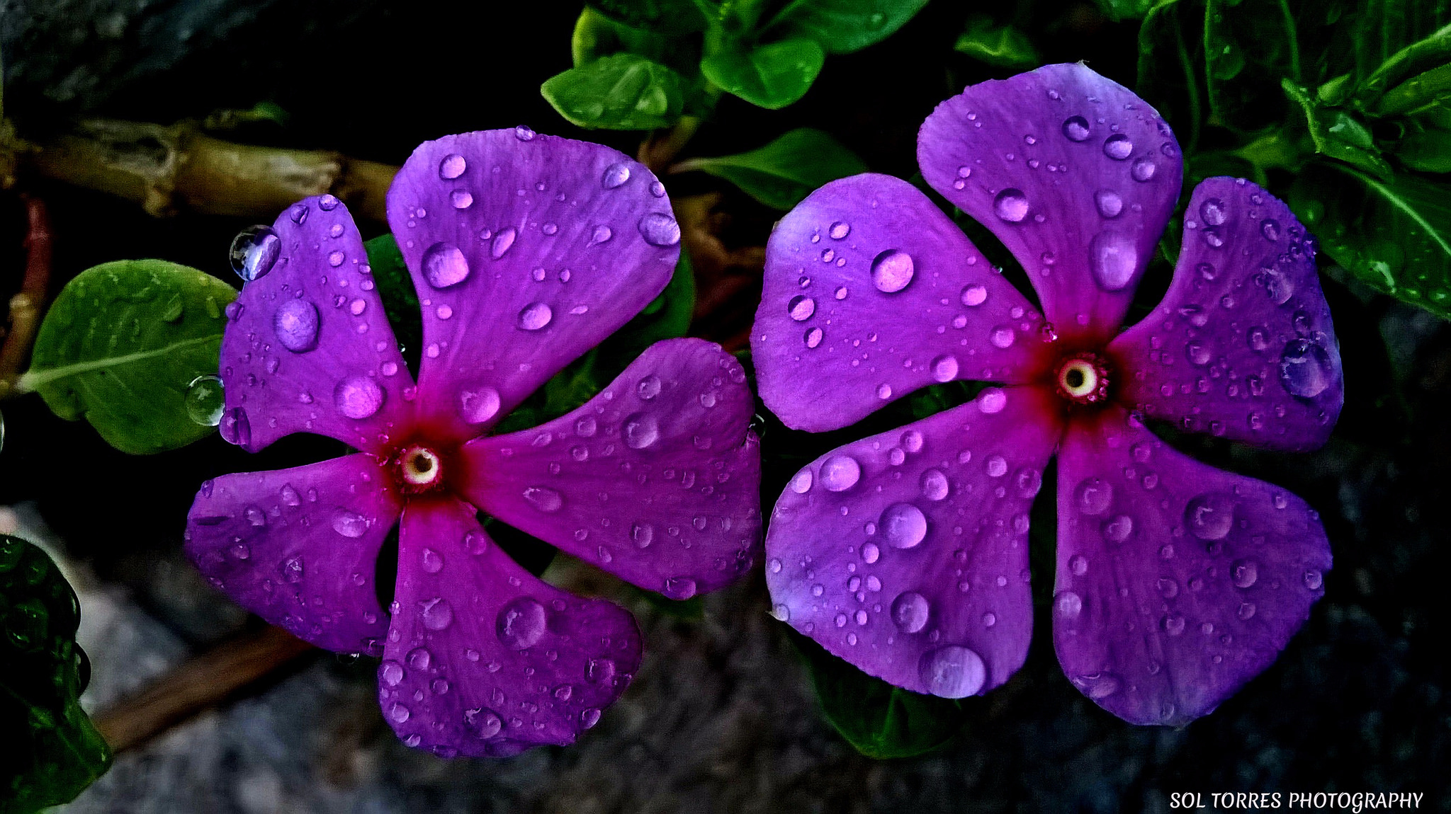 Sol Torres Fotografía